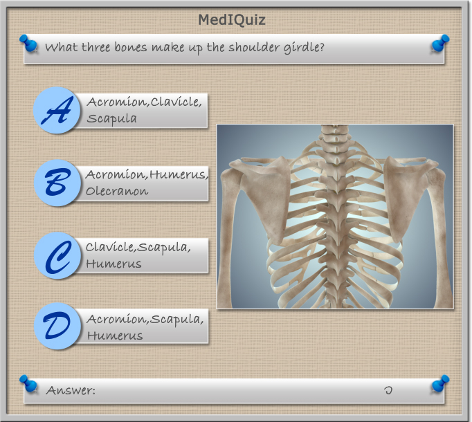 What Bones Make Up The Shoulder Girdle Scientific Animations What Bones Make Up The Shoulder Girdle Scientific Animations