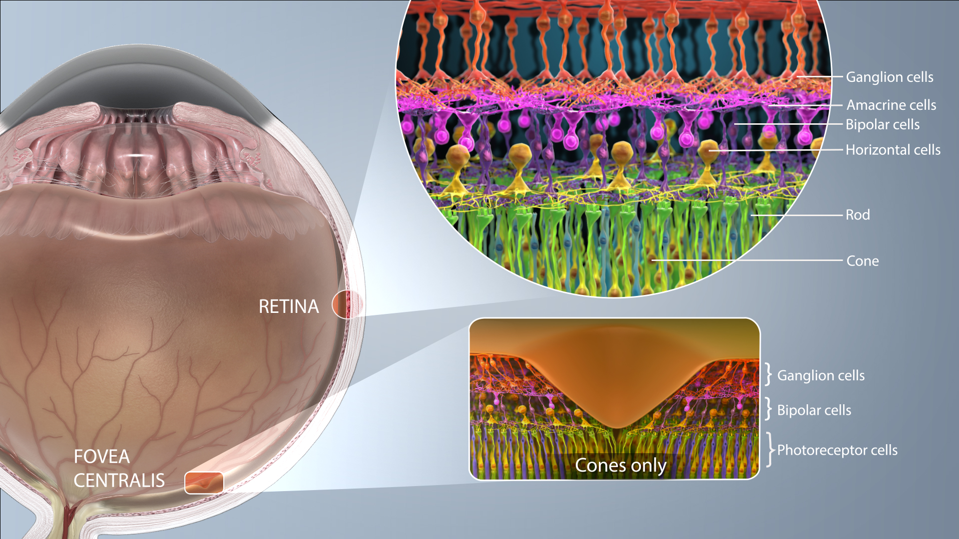 Ophthalmology Seeing Through A Clearer Lens