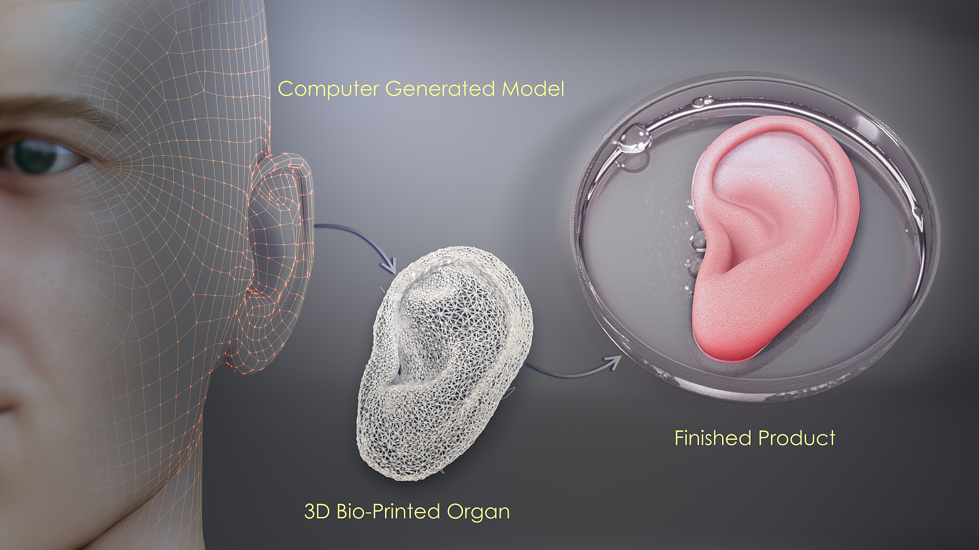 Bioprinting - Scientific Animations Bioprinting - Scientific Animations