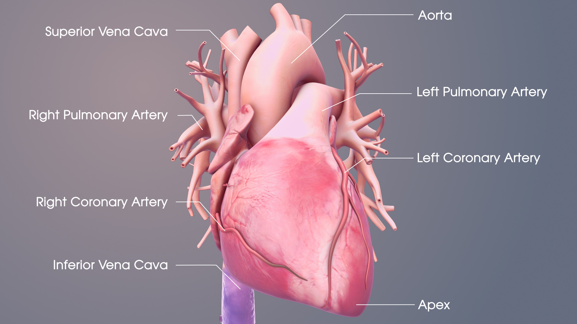 Medical Animations For Heart s Structure And Related Conditions