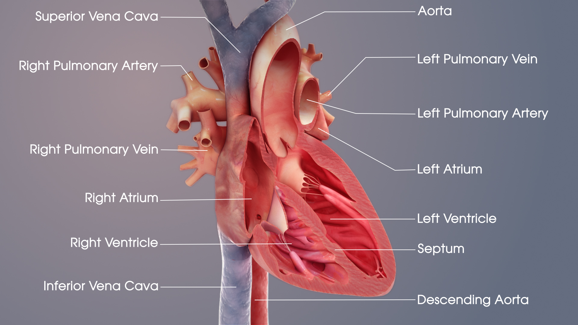 Medical Animations For Heart s Structure And Related Conditions