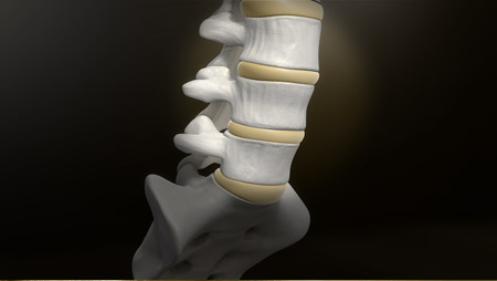 Identify the vertebrae - Scientific Animations