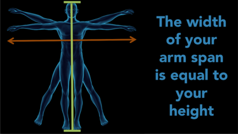 Width of Arm Span-DYK4-S - Scientific Animations