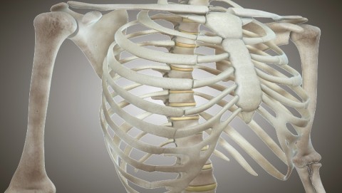 Long bone that is a strut between the scapula and the sternum-IQ50 ...