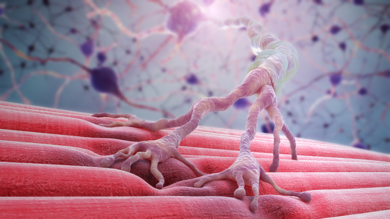 Cell Receptors in HD - Scientific Animations