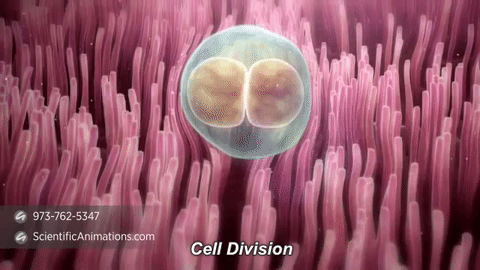 cell-division - Scientific Animations