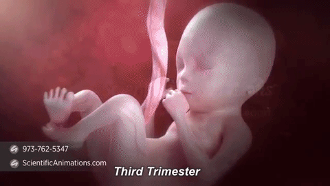 third-trimester - Scientific Animations