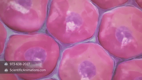 Immunotherapy - Scientific Animations