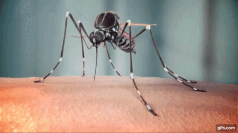 Malaria - Scientific Animations