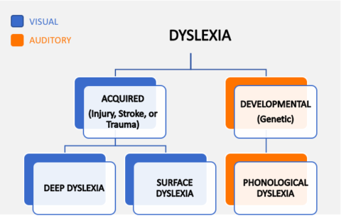 Types of Dyslexia - Scientific Animations