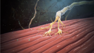 T11- BoNT_E Neuromuscular Pain Relief Mechanism of Action - Scientific ...